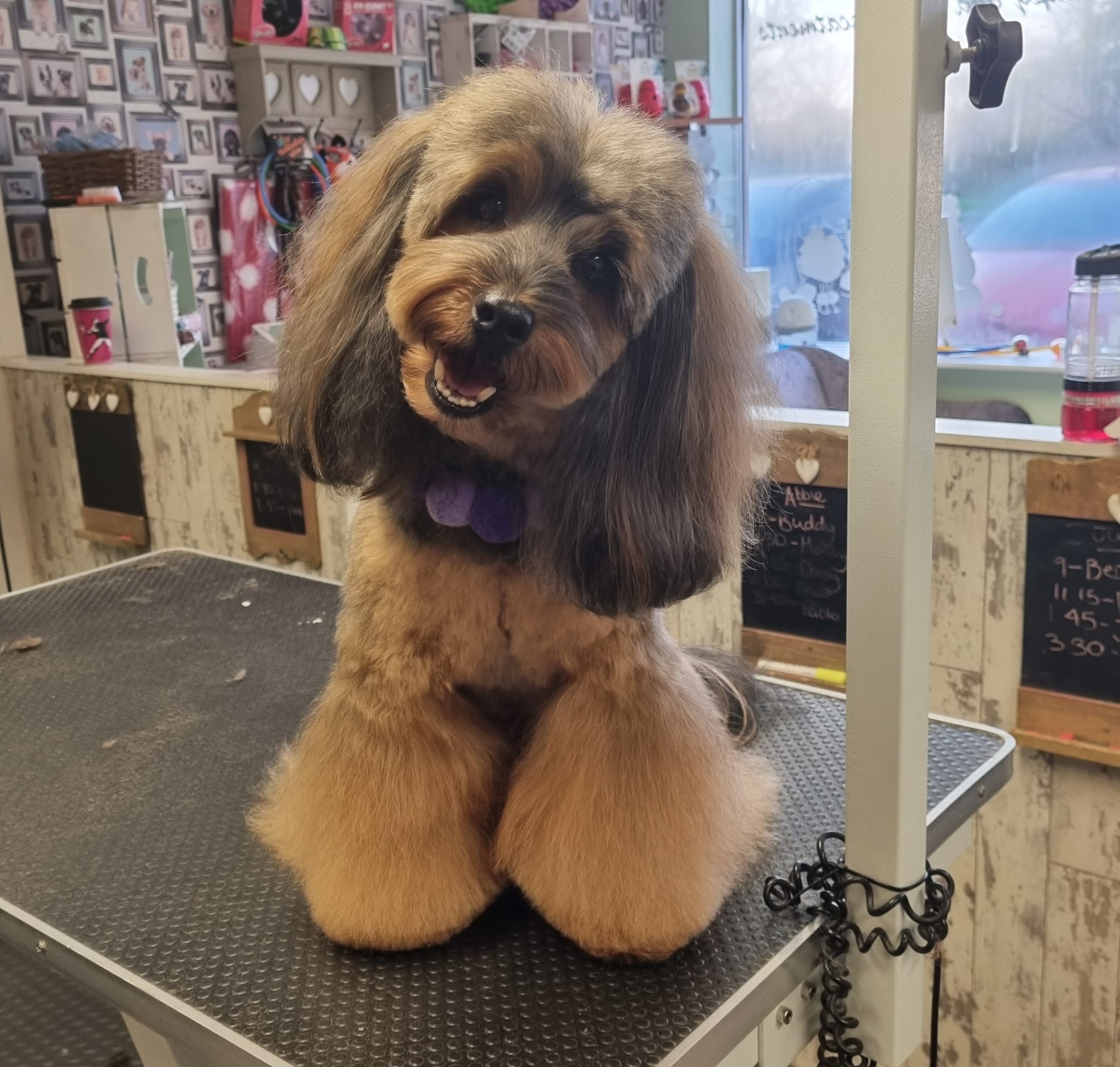 Classic Canines - Dog Grooming in Minworth