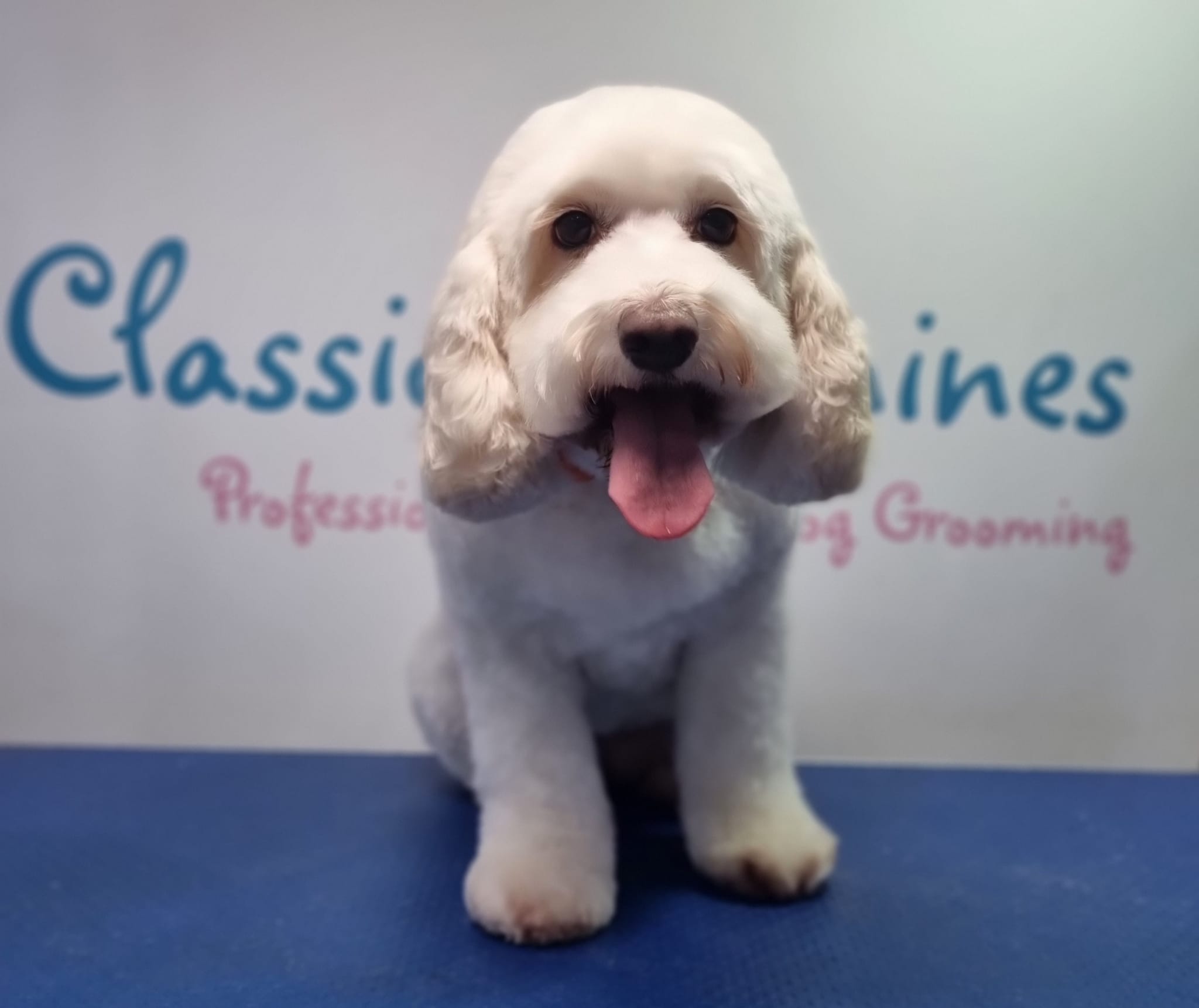 Classic Canines - Dog Grooming in Sutton Coldfield