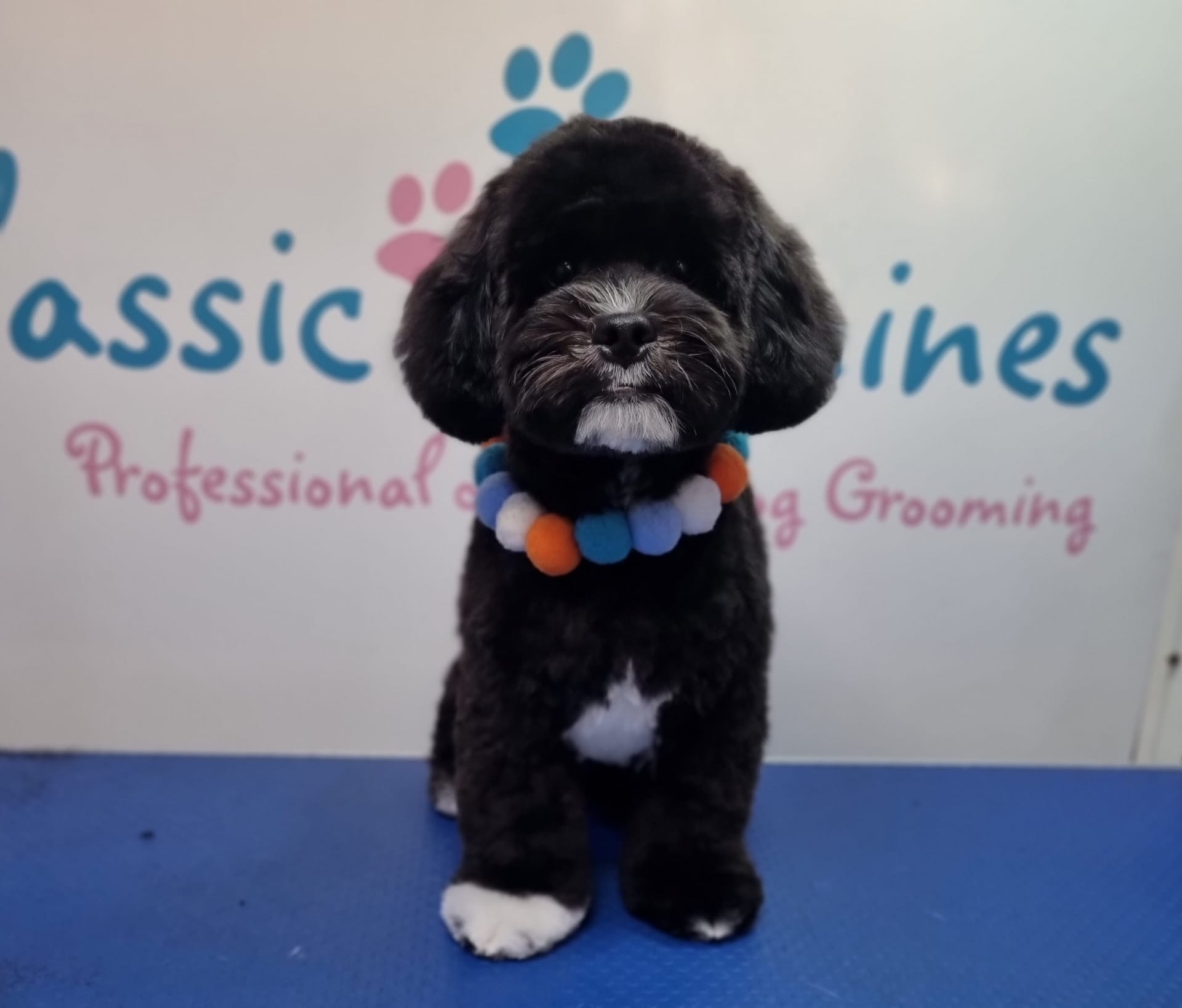 Classic Canines - Dog Grooming in Sutton Coldfield